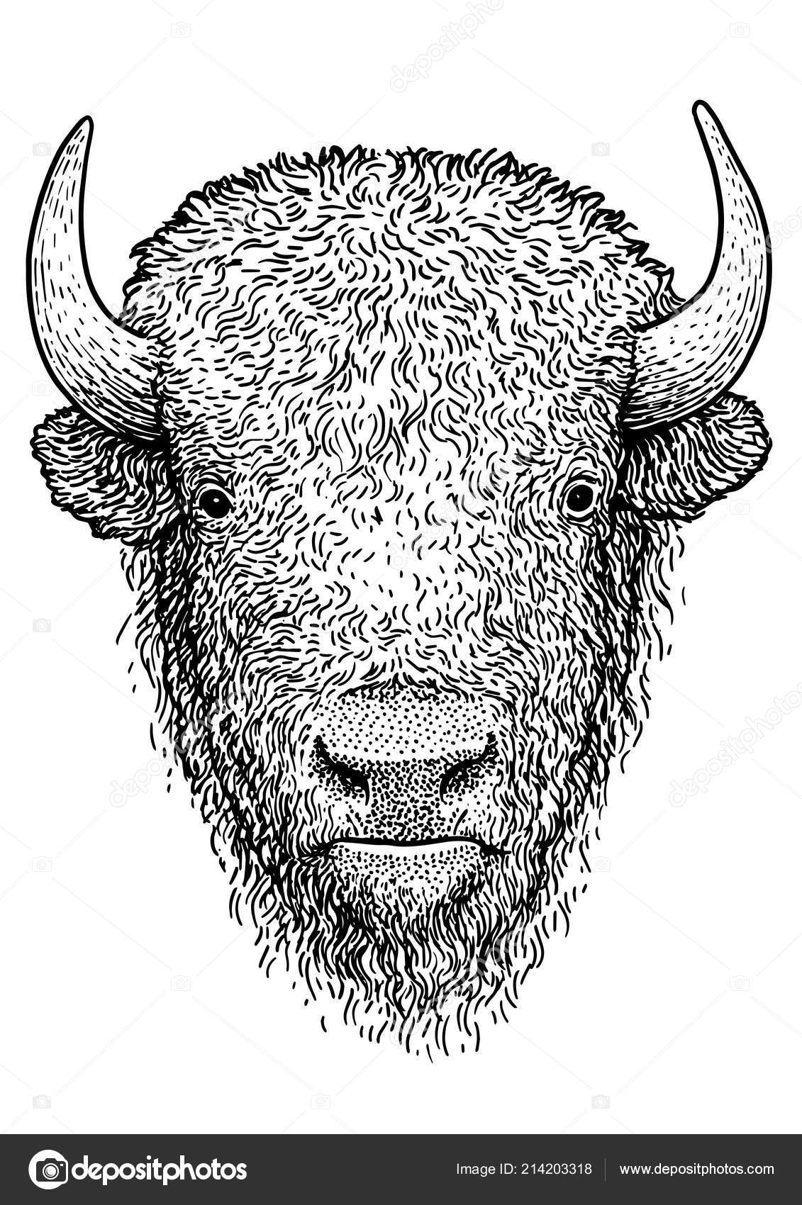 Bisonte Ilustración Dibujo Grabado Tinta Arte Línea Vector Vector de ...