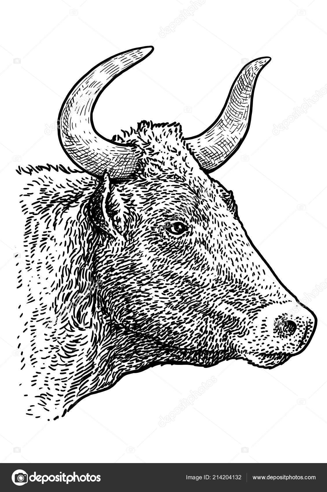 Dessin De Tête De Taureau Tête De Taureau Dessin Noir Et Blanc à