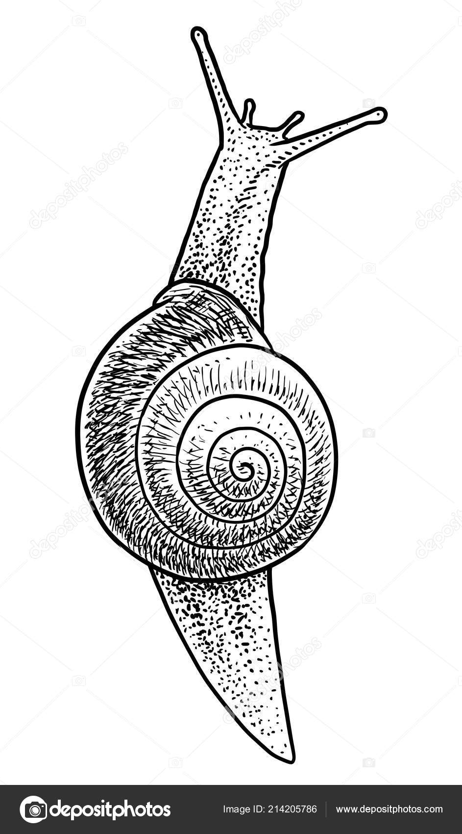 Snail Line Drawing