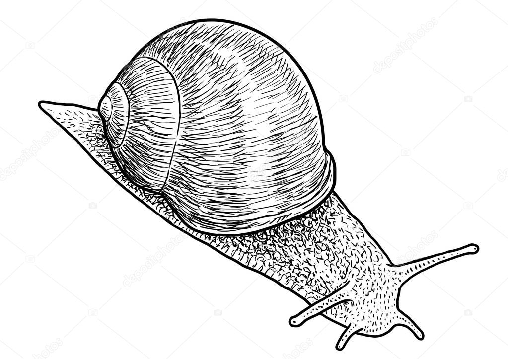 Ilustración de caracol de jardín, dibujo, grabado, tinta, arte de línea ...