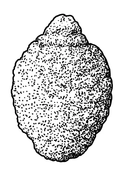 Lycoperdon perlatum Vector Art Stock Images | Depositphotos