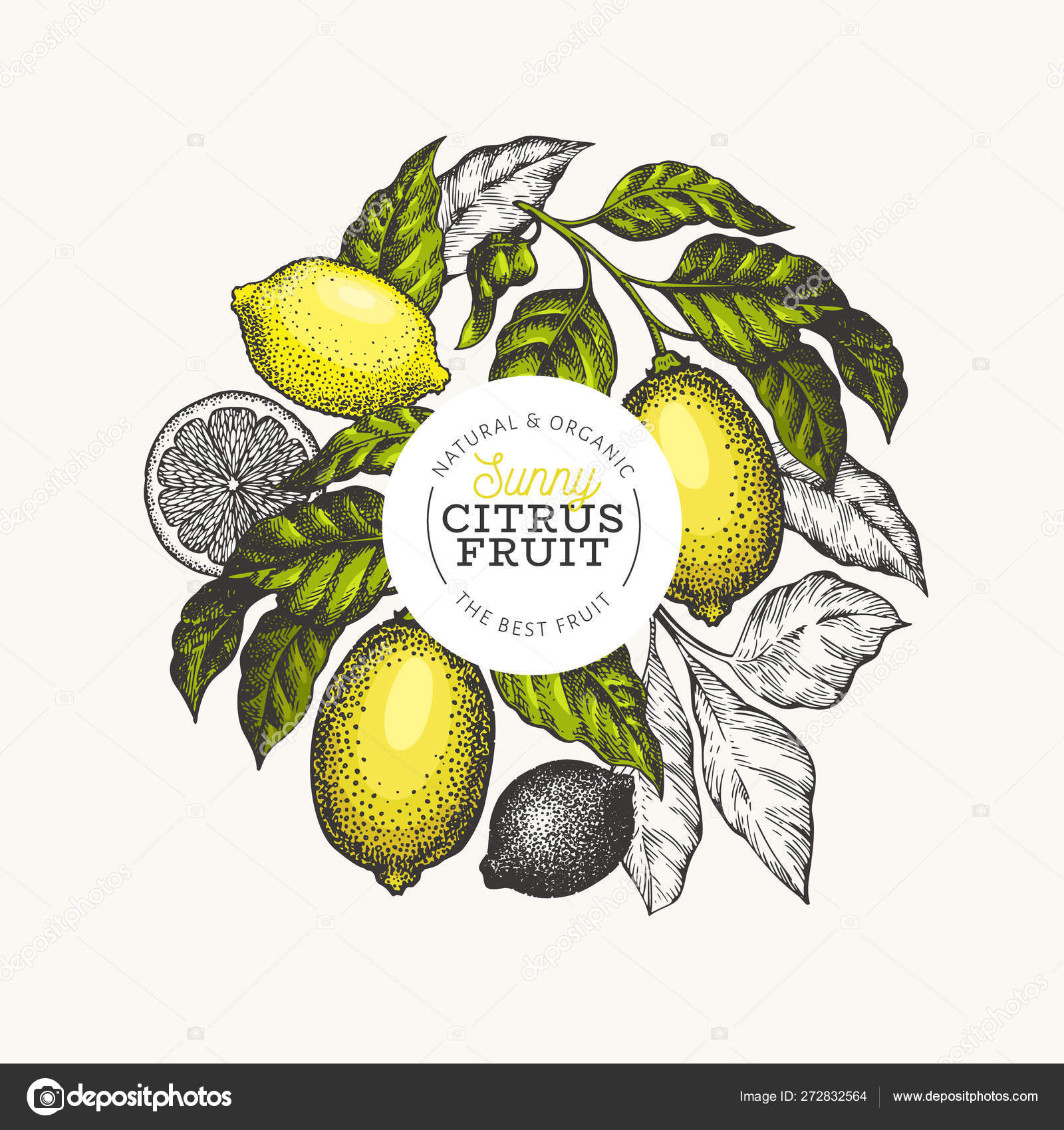 Lemon tree logo template. Hand drawn vector fruit illustration. Stock ...