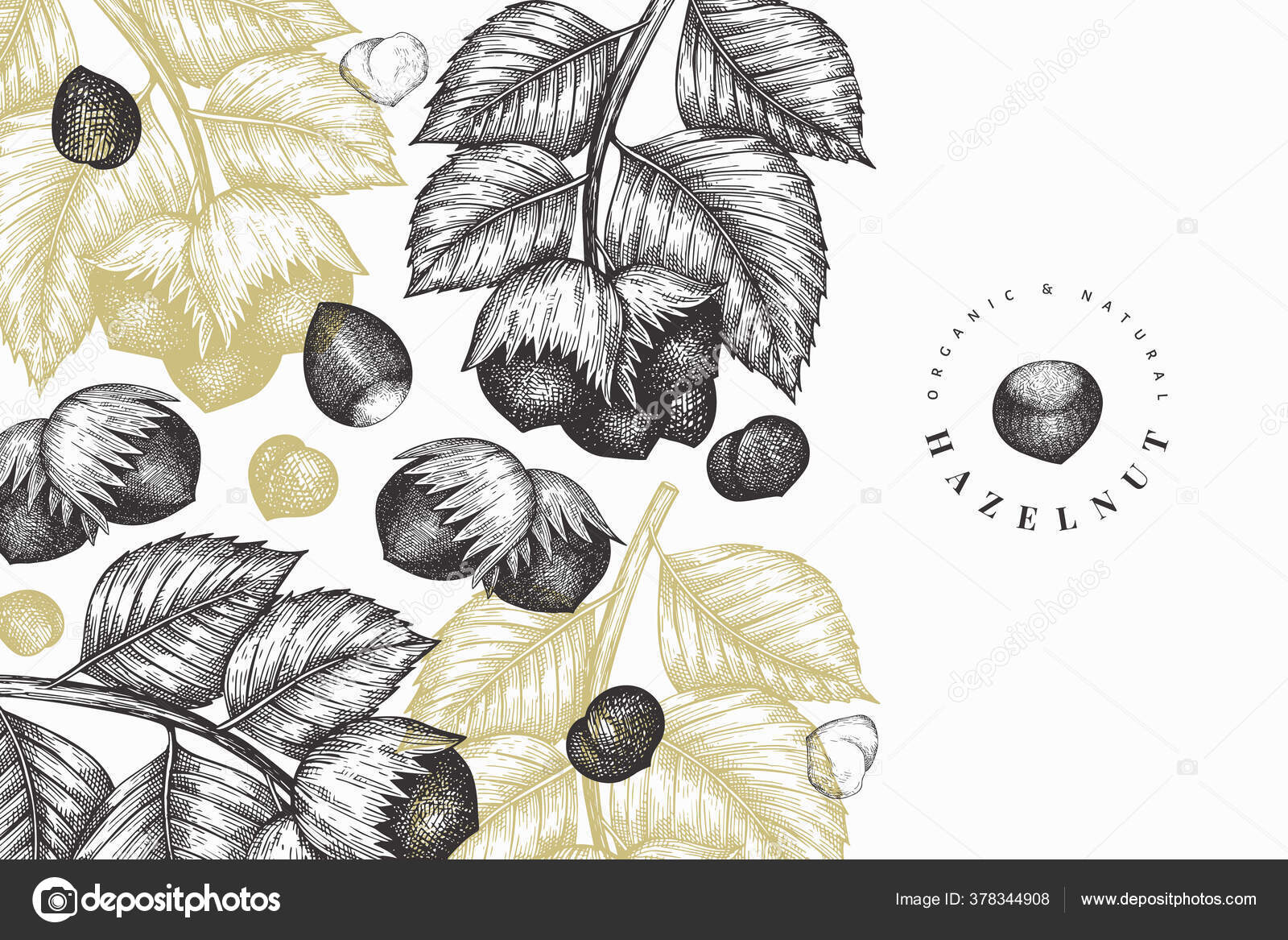 Hand Drawn Sketch Hazelnut Design Template Organic Food Vector ...