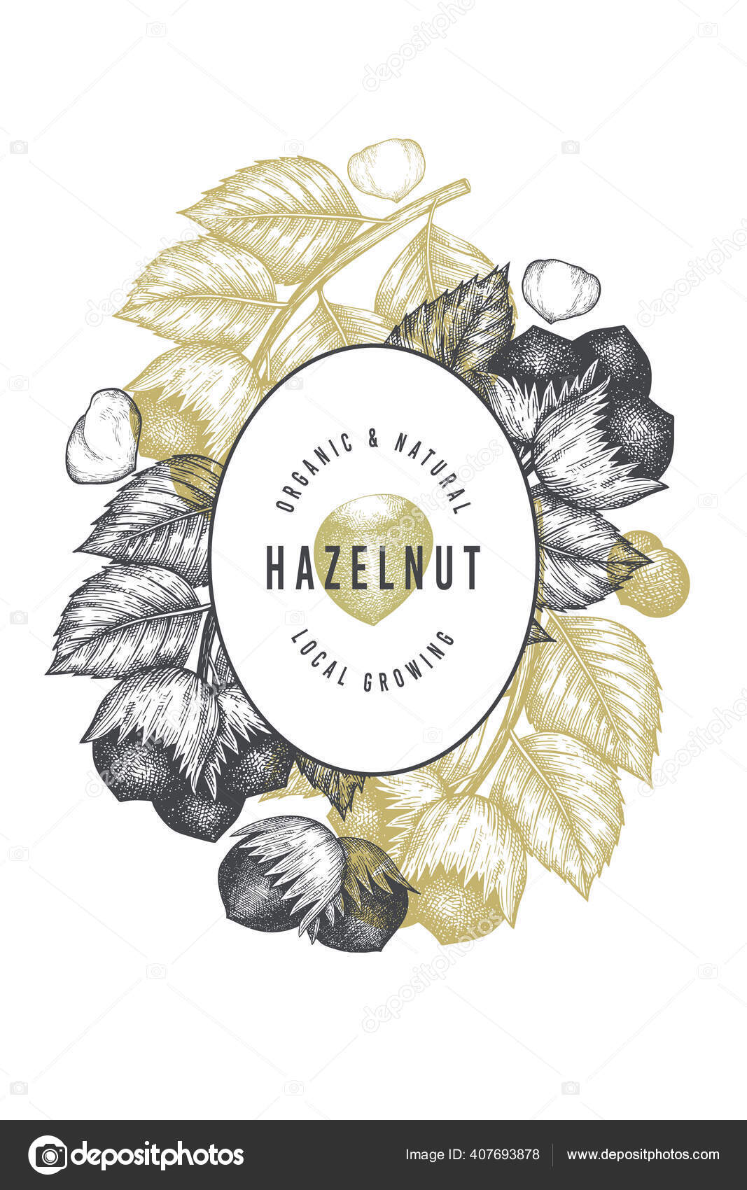 Hand Drawn Sketch Hazelnut Design Template Organic Food Vector ...