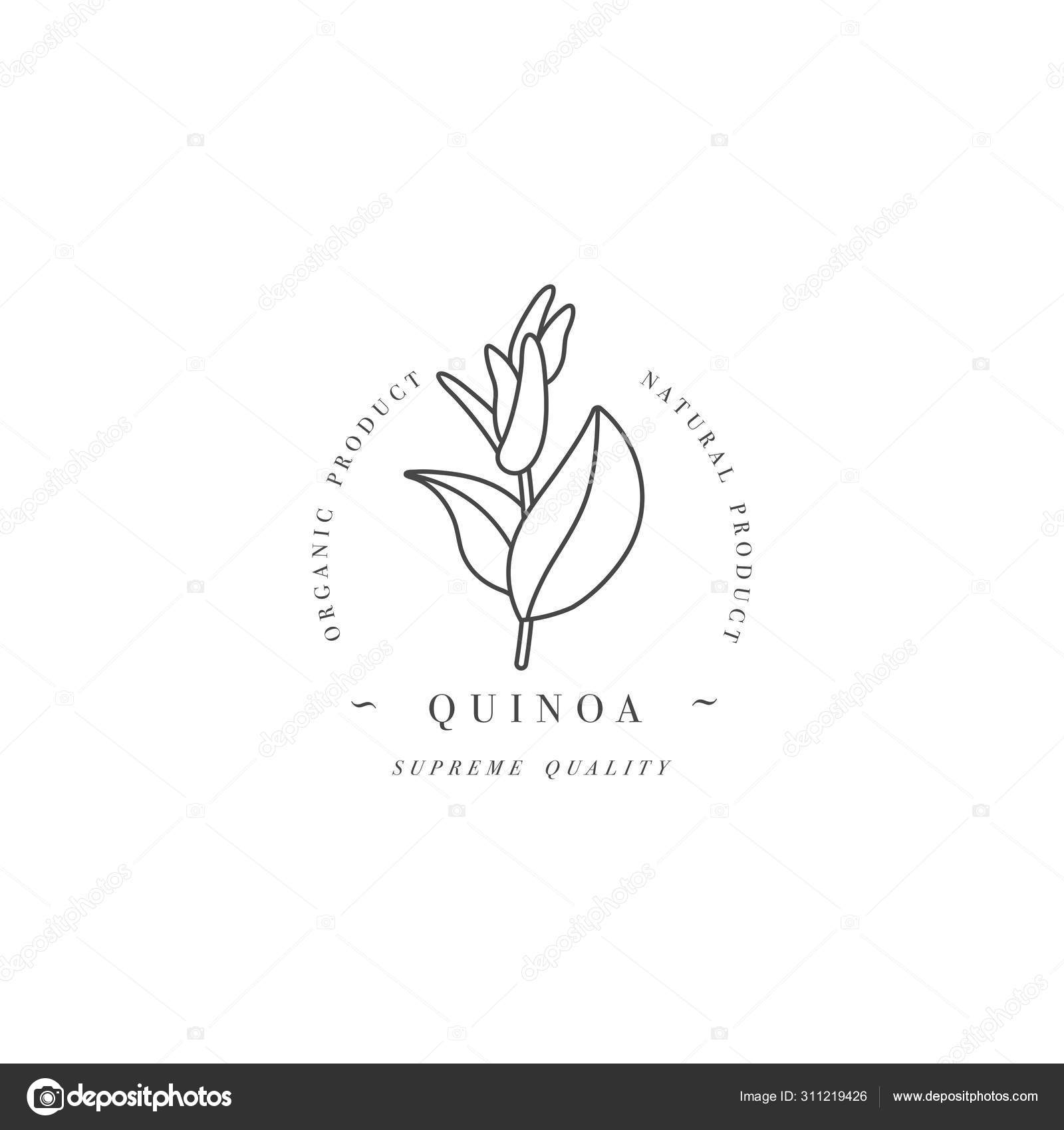 Vector design element and icon in linear style - quinoa - healthy eco ...