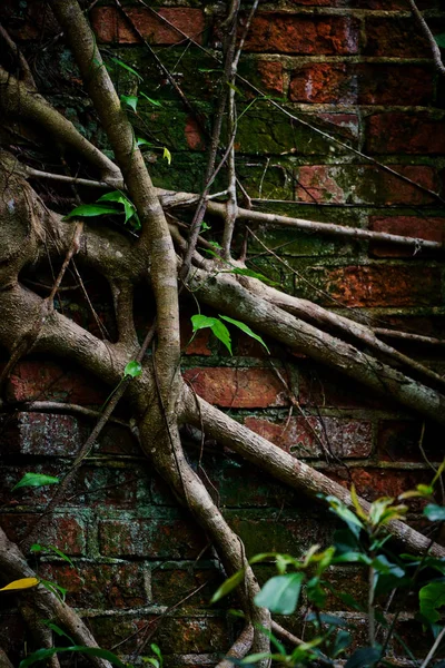 Dead grape vine Stock Photos, Royalty Free Dead grape vine Images ...