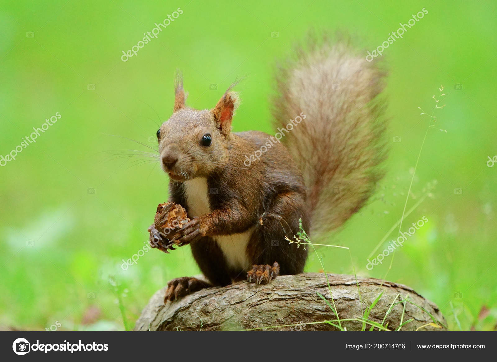 Squirrel Forest — Stock Photo © makieni777 #200714766
