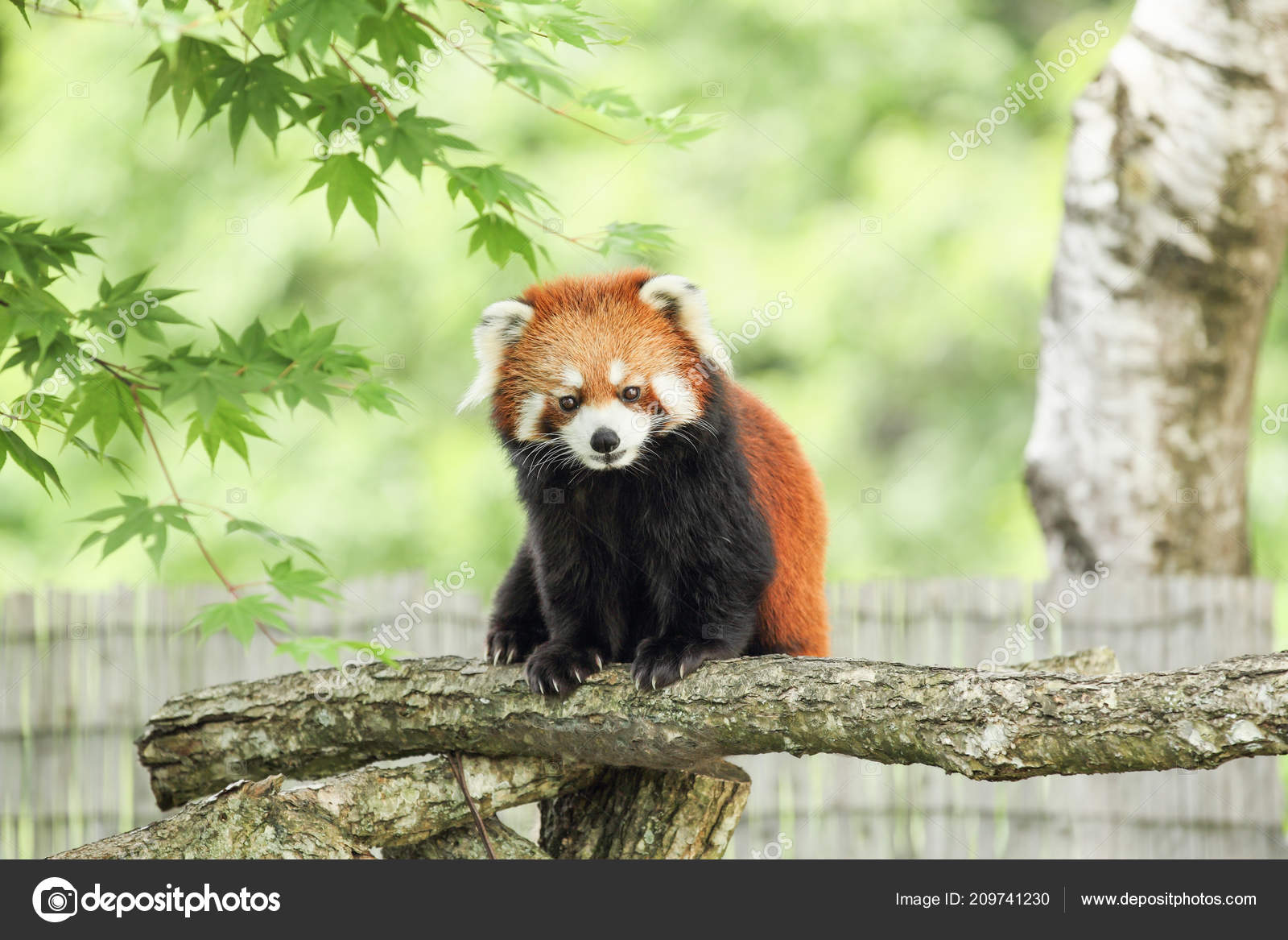 Lesser Panda Sit Tree — Stock Photo © makieni777 #209741230