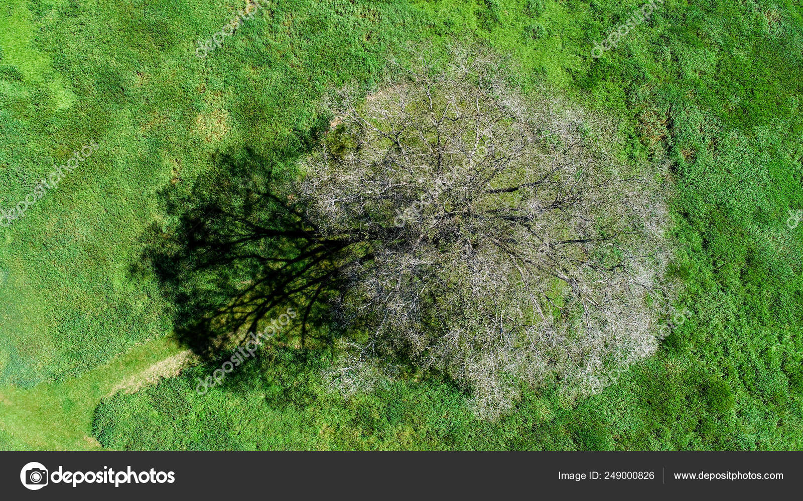 Big Tree Hokkaido Stock Photo by ©makieni777 249000826
