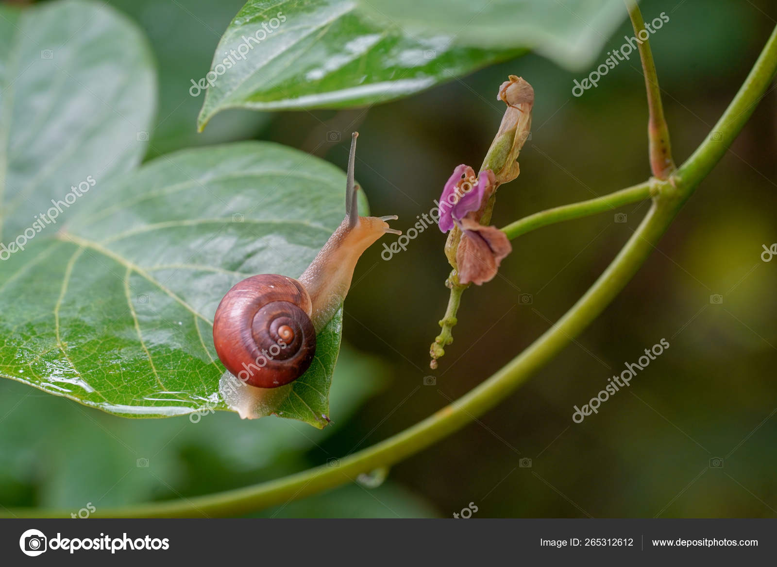 Snail Yonaguni Island — Stock Photo © makieni777 #265312612