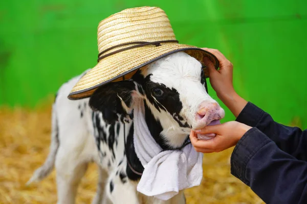 Cow with hat Stock Photos, Royalty Free Cow with hat Images | Depositphotos