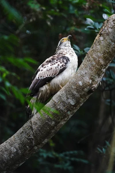 Spot backed puffbird Stock Photos, Royalty Free Spot backed puffbird ...