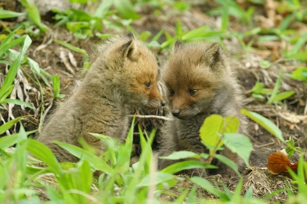 Filhotes de raposa vermelha Stock Photos, Royalty Free Filhotes de ...