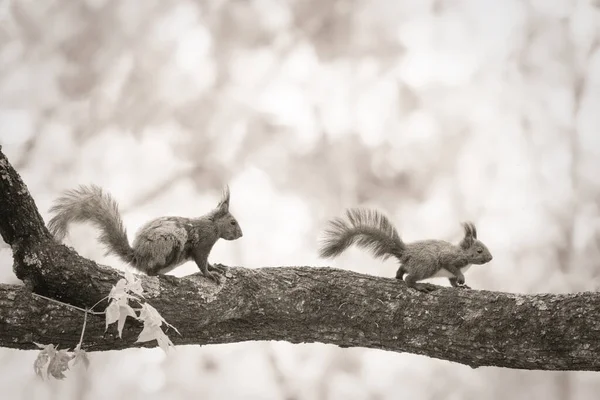 Fotos de Esquilos selvagens, Imagens de Esquilos selvagens sem ...