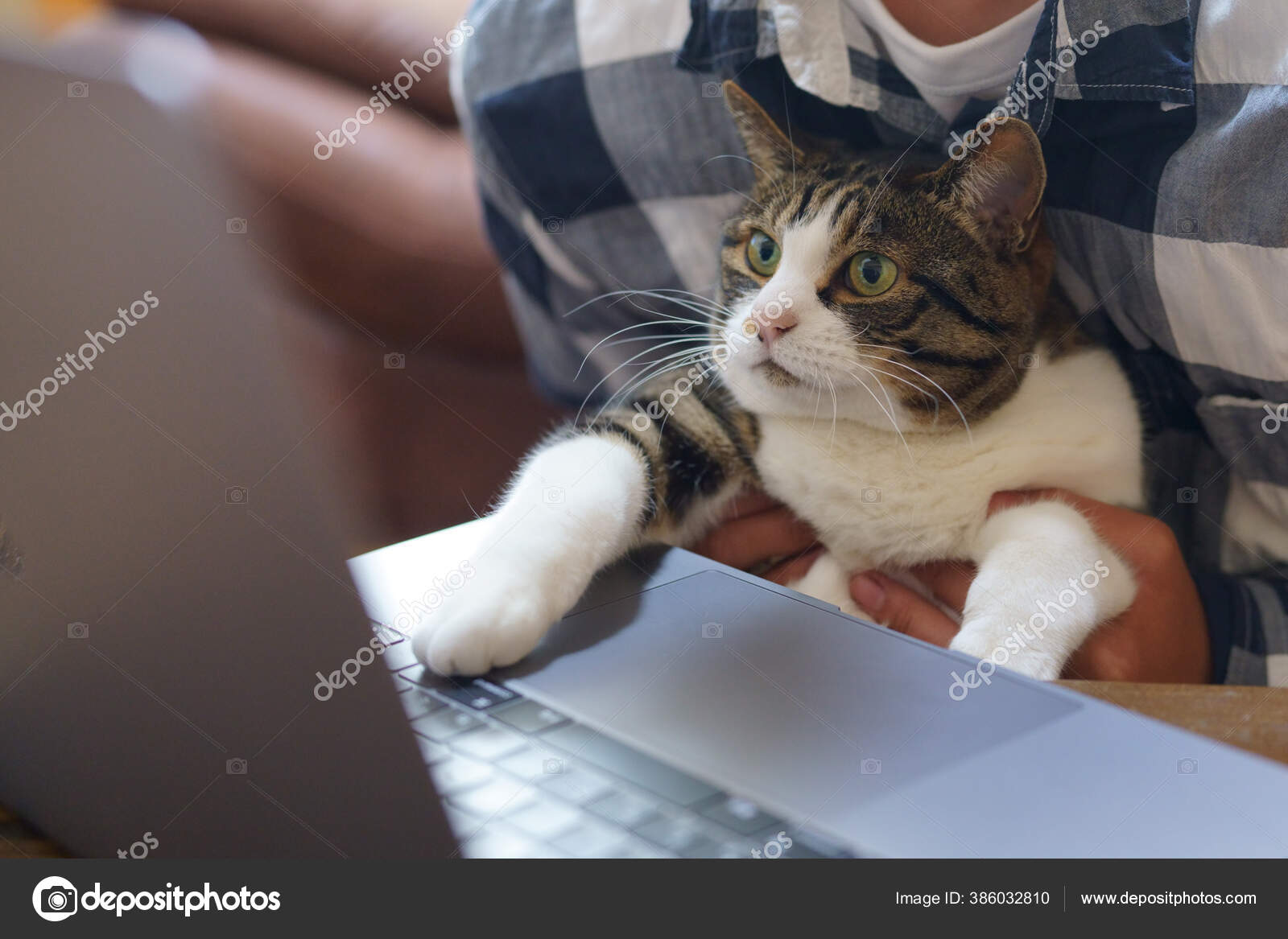 Cat Working Computer — Stock Photo © makieni777 #386032810