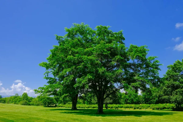 A tree Stock Photos, Royalty Free A tree Images | Depositphotos