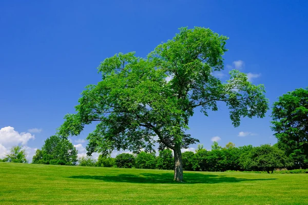 A tree Stock Photos, Royalty Free A tree Images | Depositphotos