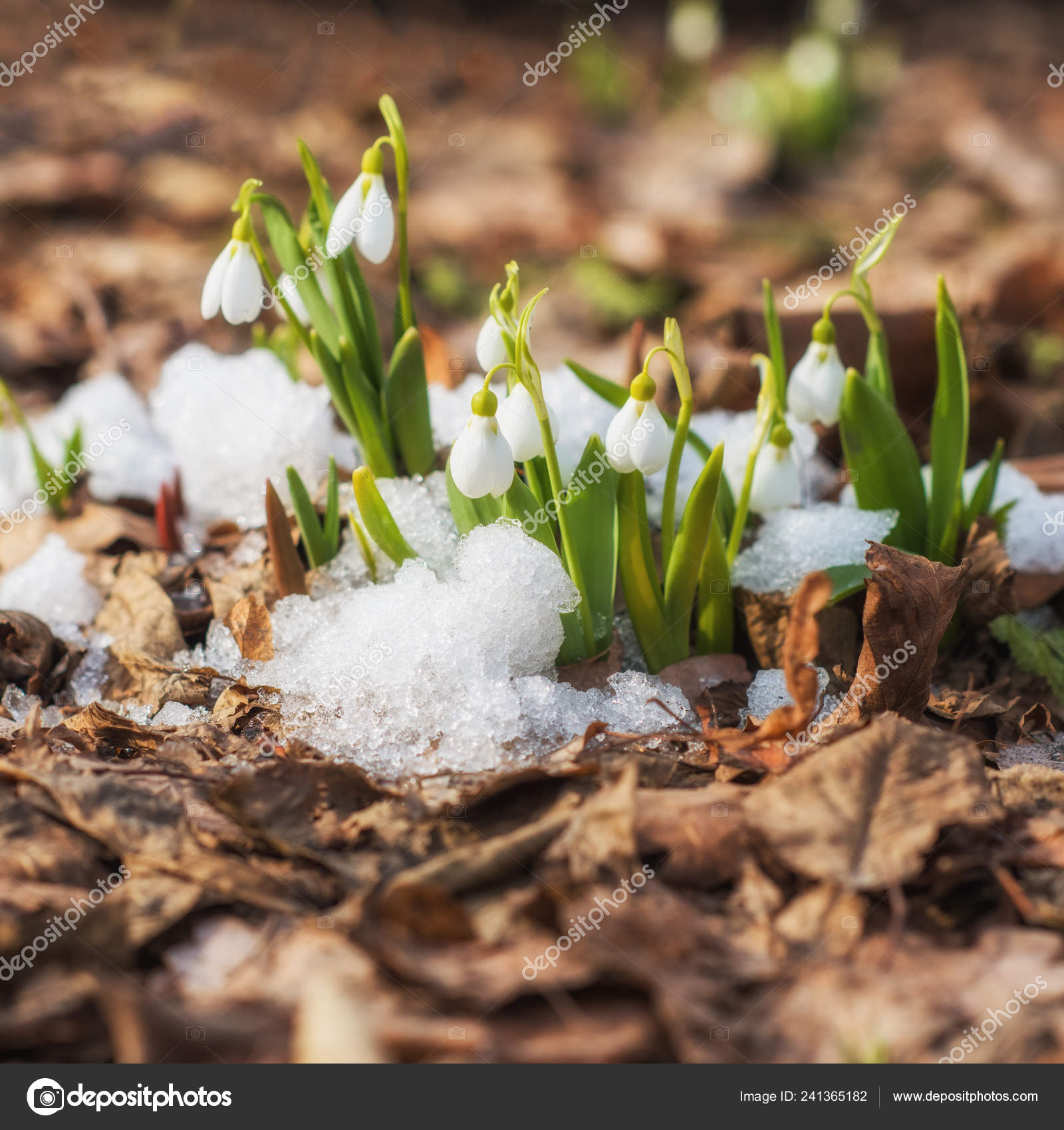 Early Spring Morning