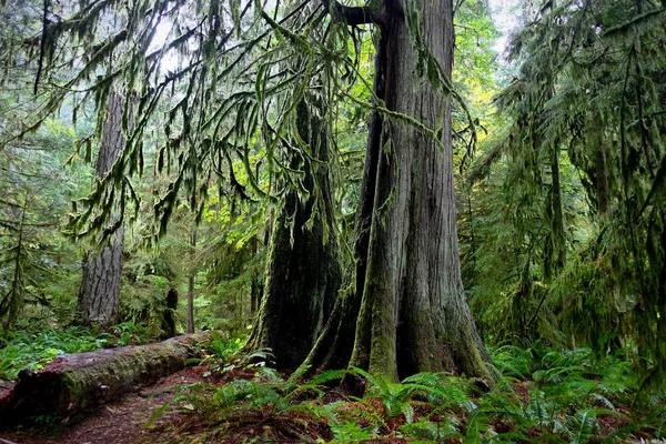 Temperate pacific northwest rainforest s — Stock Photo © eppic #1176240