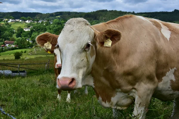 Cloches de vache suisses Stock Photos, Royalty Free Cloches de vache ...