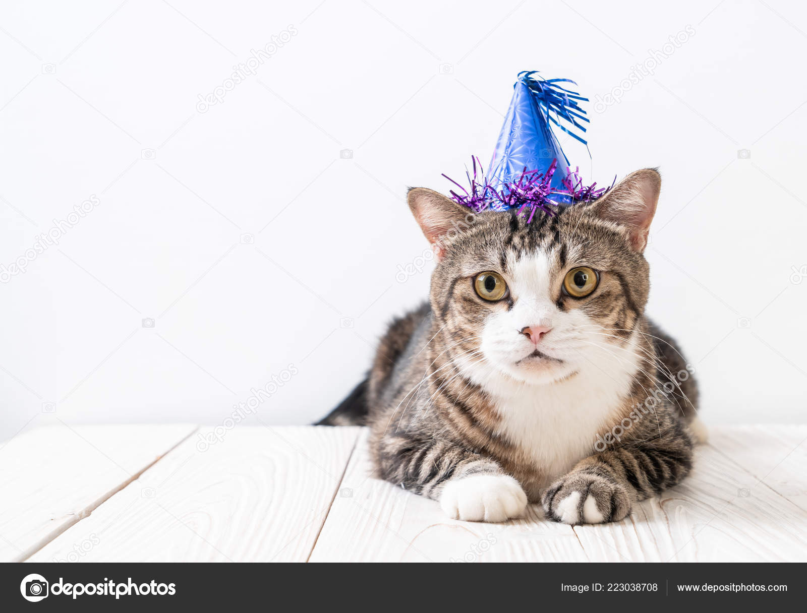 Feest Kat