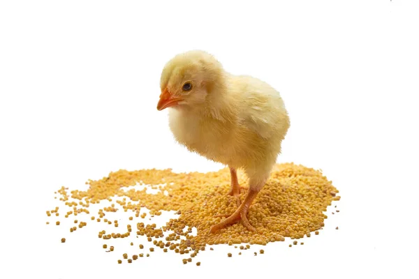 Baby chick feed Stock Photos, Royalty Free Baby chick feed Images ...