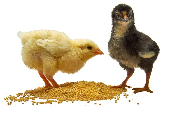 Broiler Small Chicken Eats Grain Isolated White — Stock Photo ...