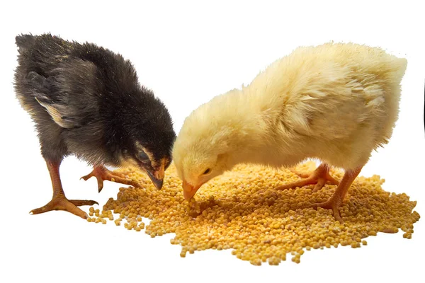 Broiler Small Chicken Eats Grain Isolated White — Stock Photo ...