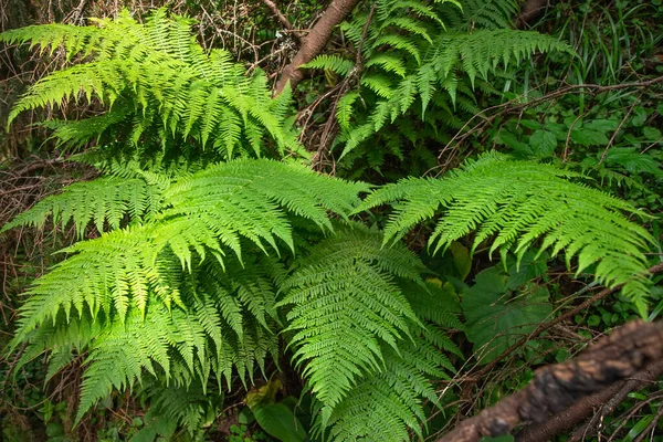 Polypodióphyta Stock Photos, Royalty Free Polypodióphyta Images ...