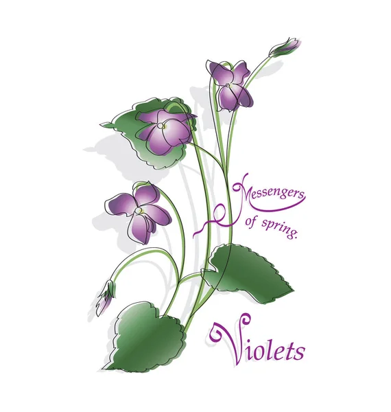 Violets Vector Images | Depositphotos