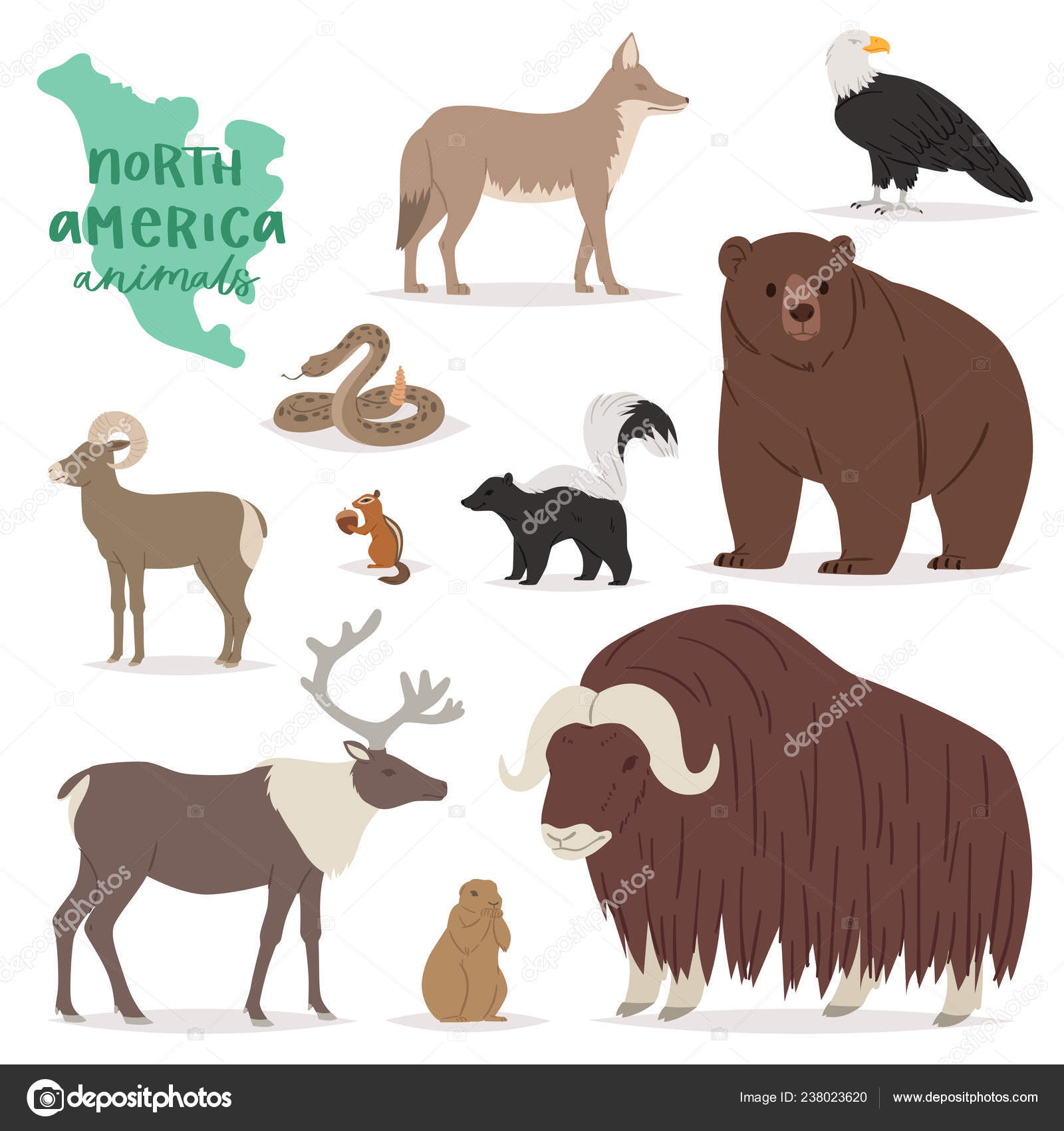 North American Forest Animals