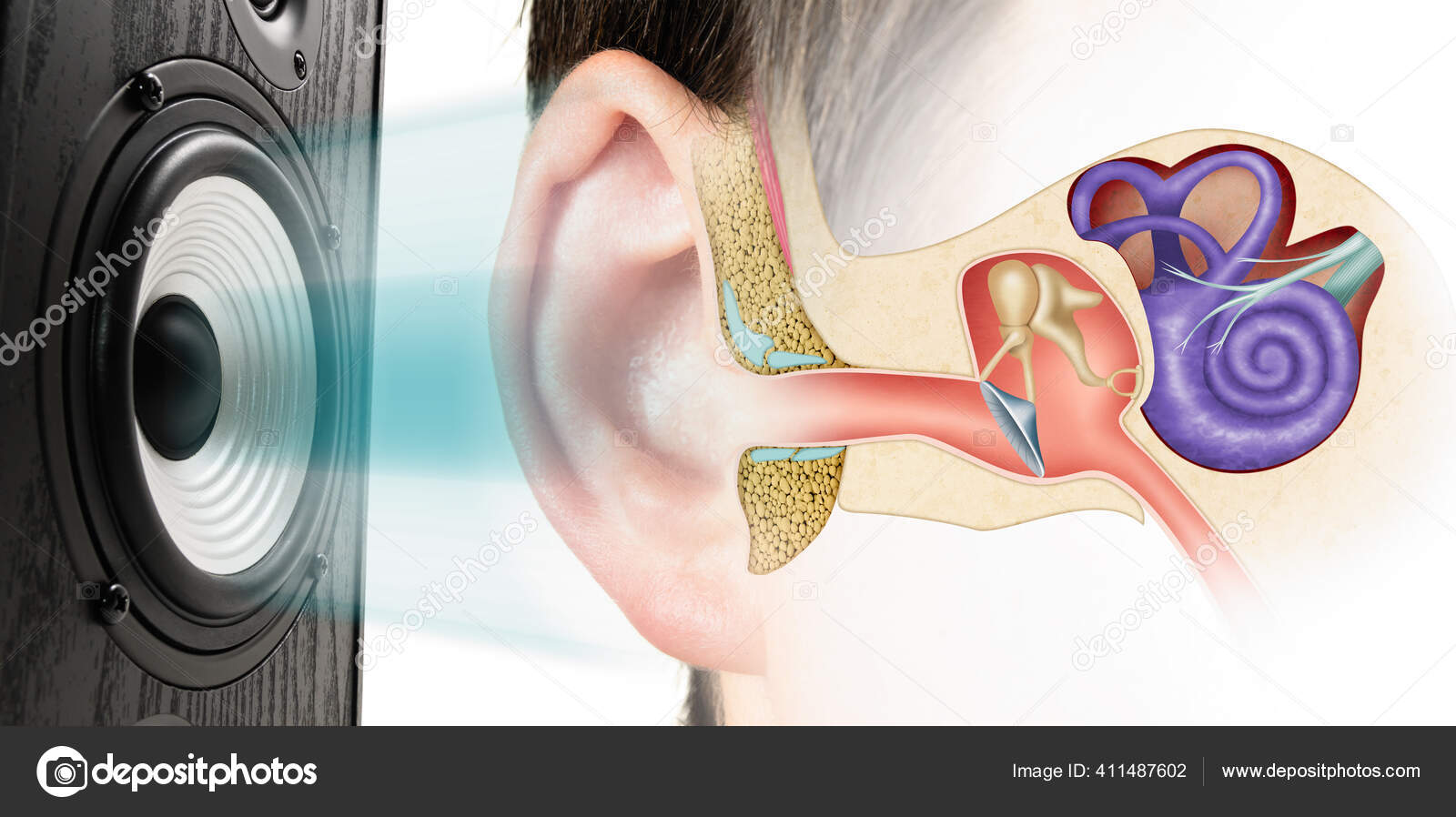 Sound Speaker Structure Human Ear Influence Loud Sound Hearing — Stock ...