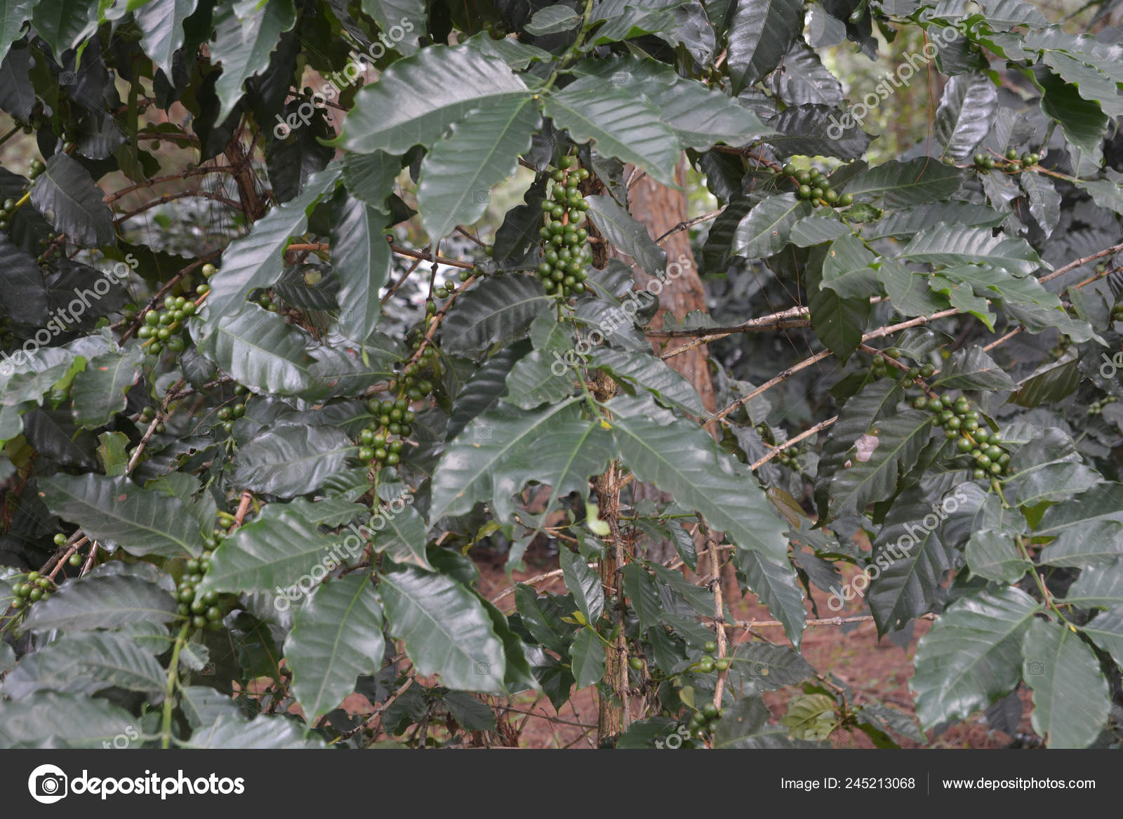 Green Coffee Cherry Tree — Stock Photo © ideation90 #245213068