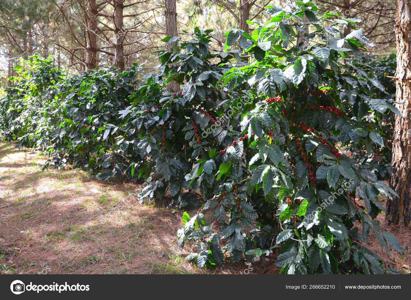 Arabica Coffee Tree