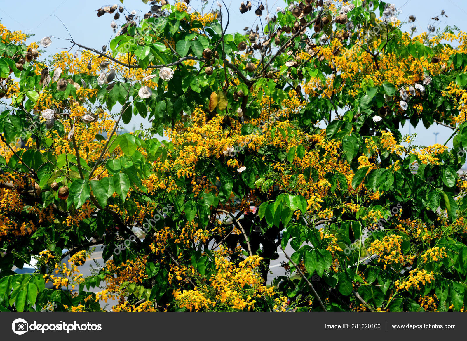 Pterocarpus macrocarpus, or the Burma padauk Stock Photo by ©ideation90 ...