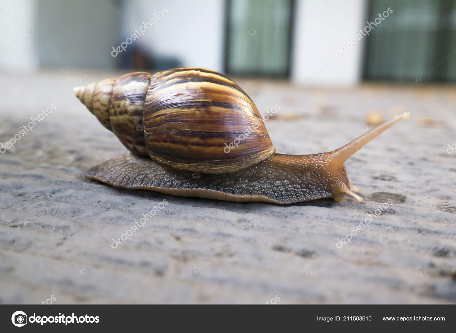 Snail Walking Slowly Path — Stock Photo © leaw197340 #211503610
