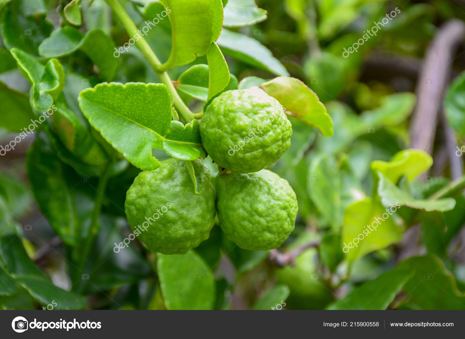 Bergamot Tree