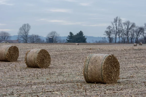 Round bales of corn fodder in a barren corn field. - Stock Image ...