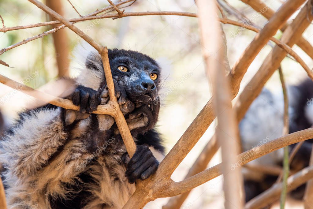 Coronado sifaka Lemur en los árboles y la naturaleza. Madagascar ...
