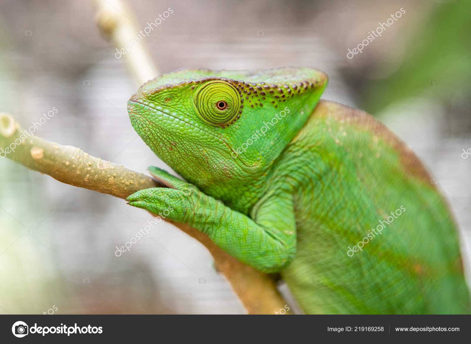 Green Chameleon Madagascar Green Chameleons Animal Wildlife Wild Animals Madagascar — Stock ...