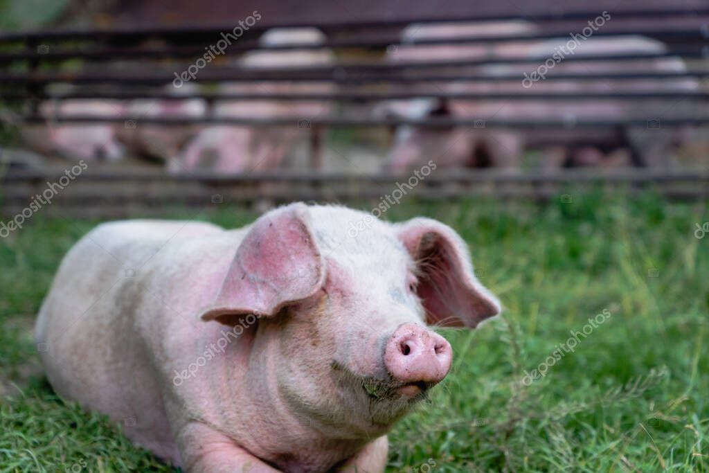 Retrato de cerdo en granja de cerdos orgánicos de campo libre - cerdo ...