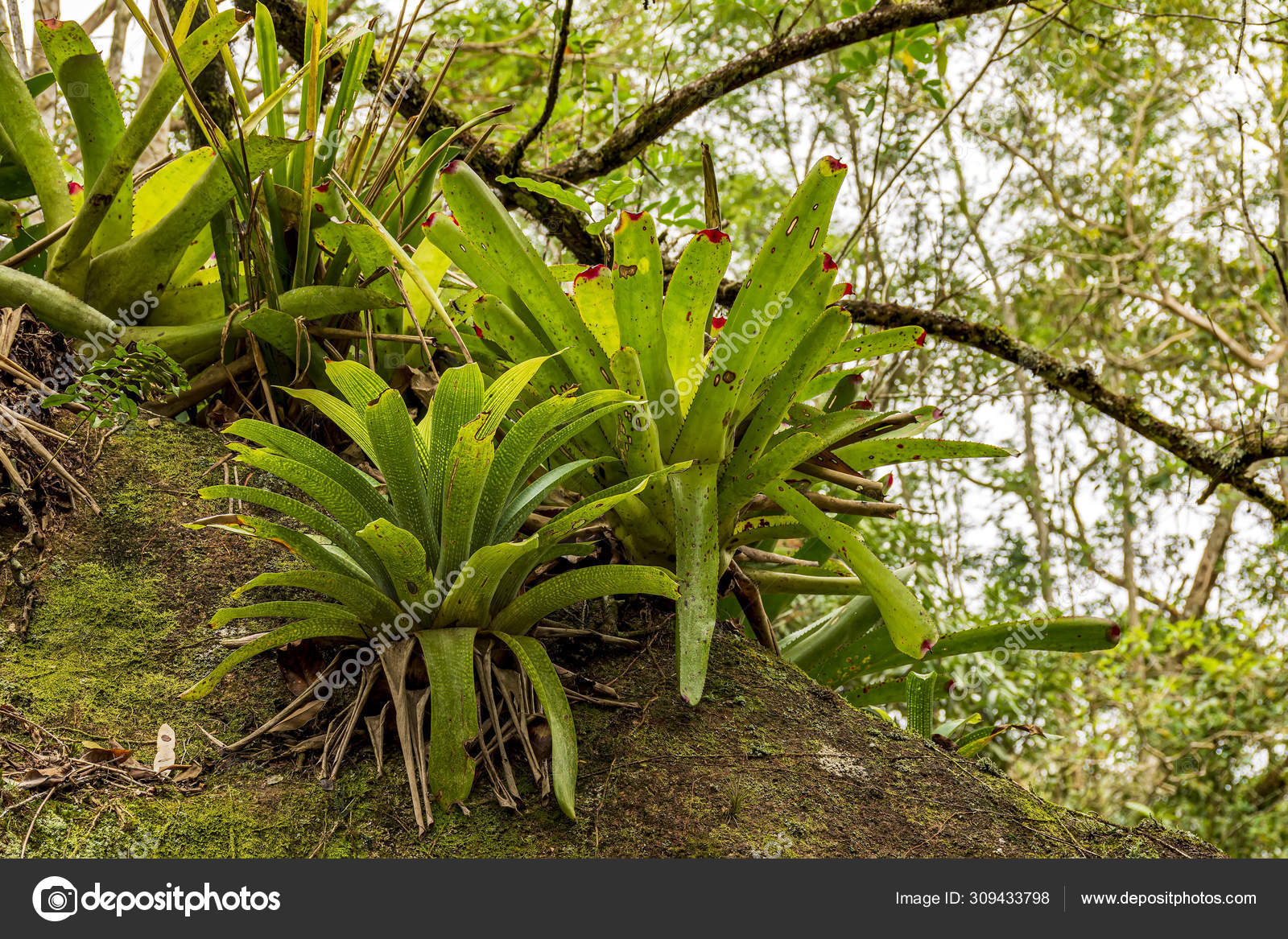 Bromeliad Plant In Rainforest
