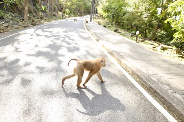 Monkey forest road images libres de droit, photos de Monkey forest road ...