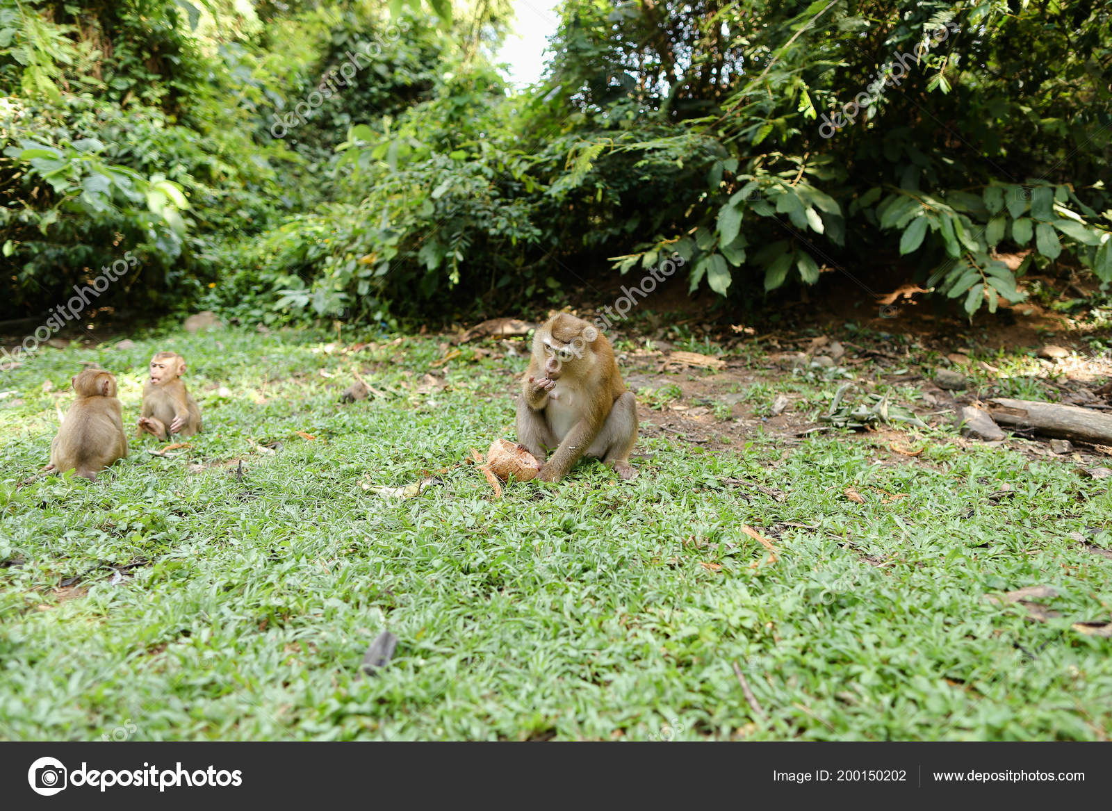 Pequeños monos sentados en la hierba y comiendo coco . — Foto de stock #200150202 © sisterspro