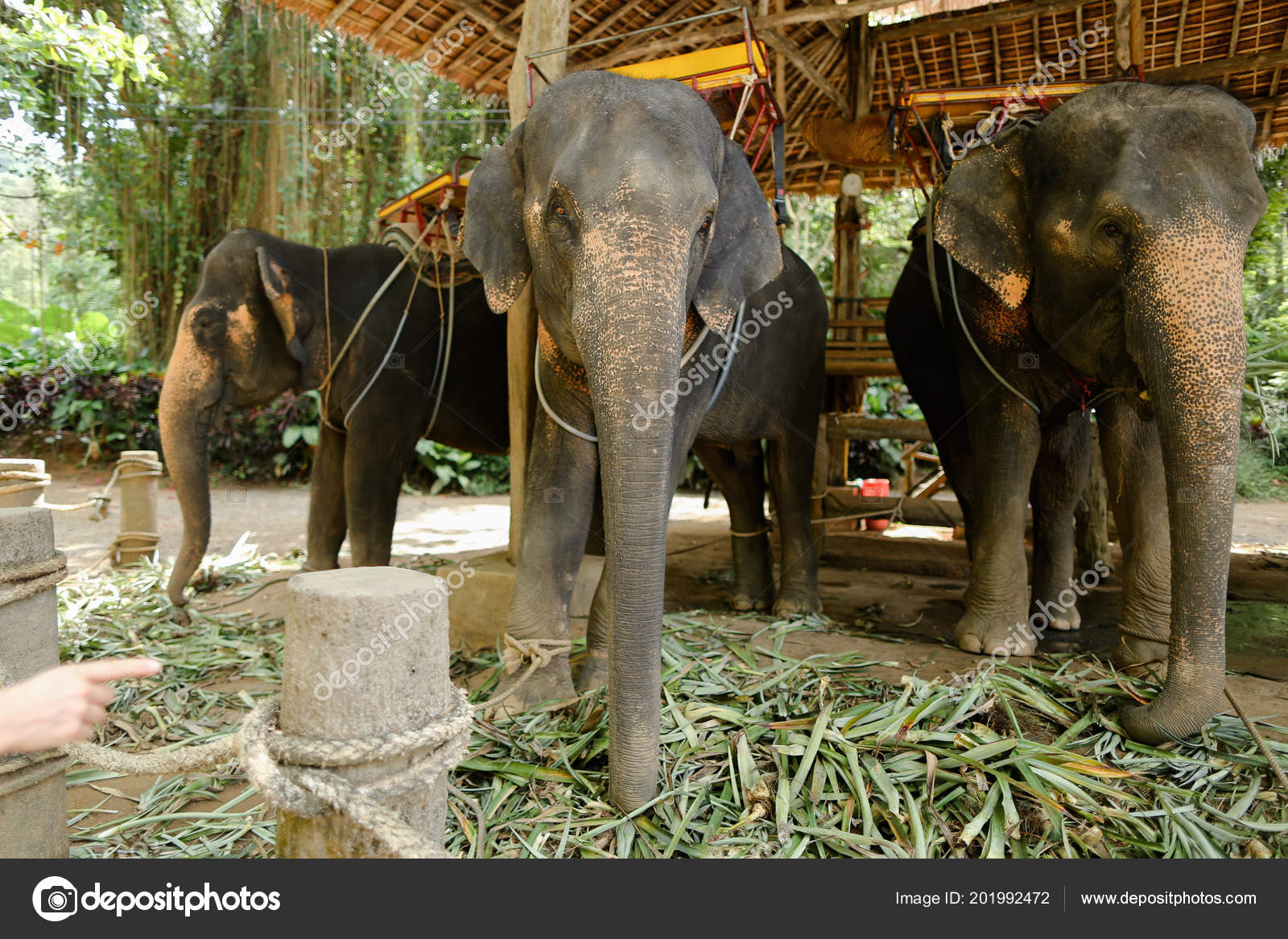 Tamed and tied big elephants standing with saddle. — Stock Photo ...