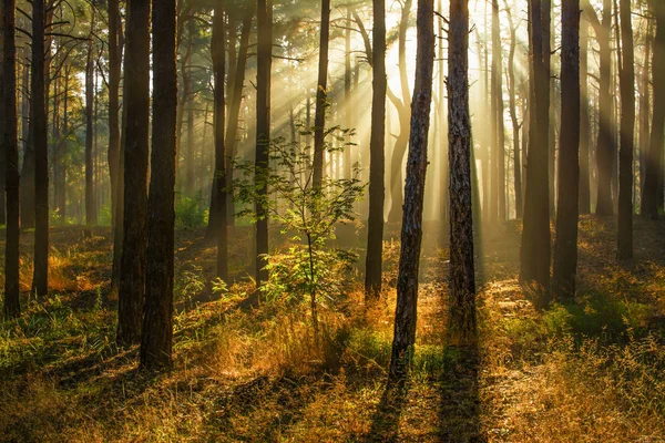 Morning. Walk in the woods. Sun rays. - Stock Image - Everypixel