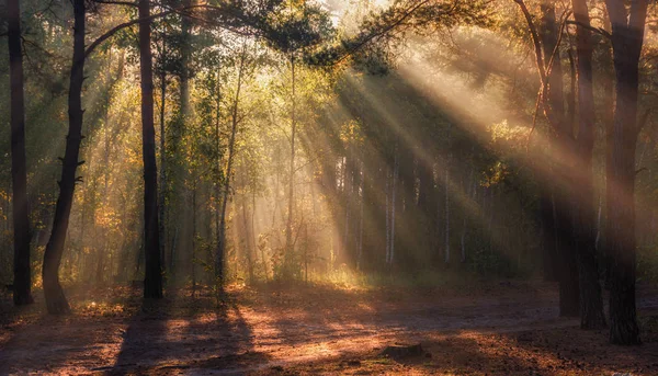 Landscape. Morning. Walk through the woods. Sun rays. - Stock Image ...