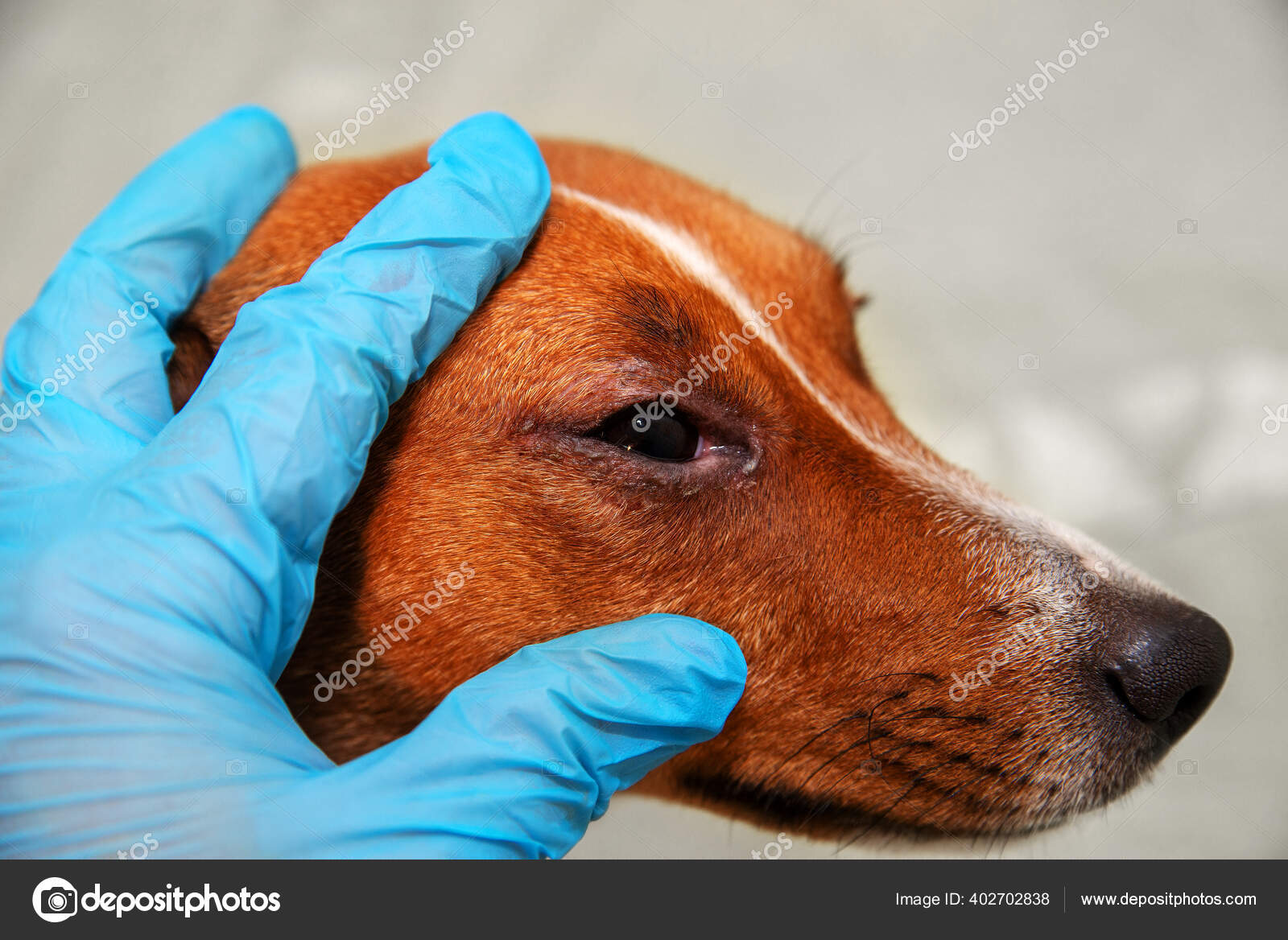 How Do You Check A Dogs Eyesight