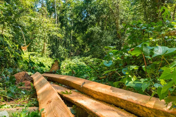 Tropical logging Stock Photos, Royalty Free Tropical logging Images ...