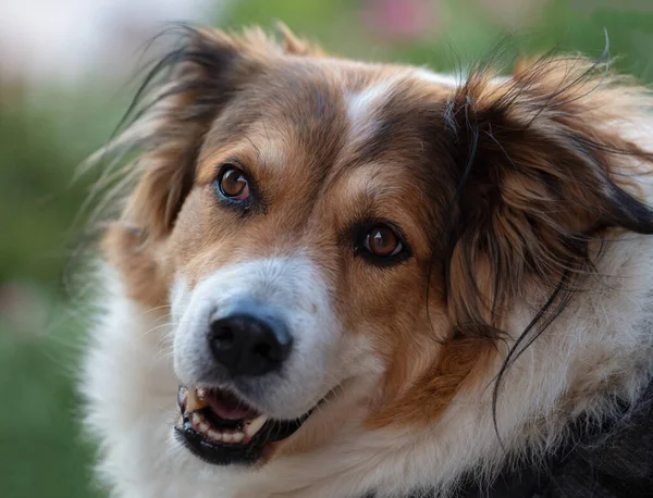 Greek shepherd dog Stock Photos, Royalty Free Greek shepherd dog Images ...